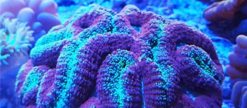 Korallen & Anemonen für dein Aquarium kaufen | Aquatop