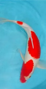 Der Teuerste Koi Der Welt