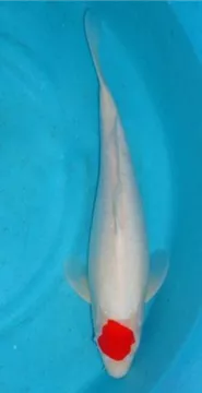 Der Teuerste Koi Der Welt