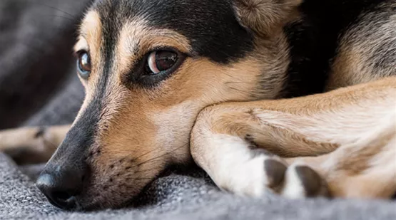 Stress beim Hund Anzeichen - Das hilft dagegen | Aquatop
